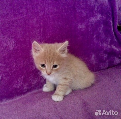 Отдам бесплатно кошечек, три девочки один мальчик