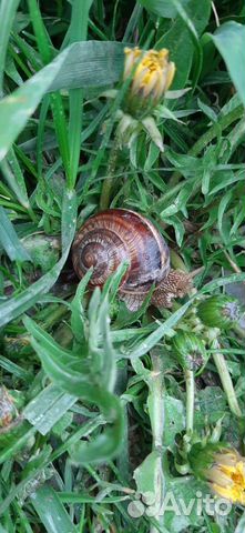 Улитка виноградная