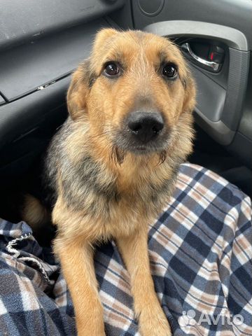 Ласковая и очень умная собака Штиль ищет хозяина