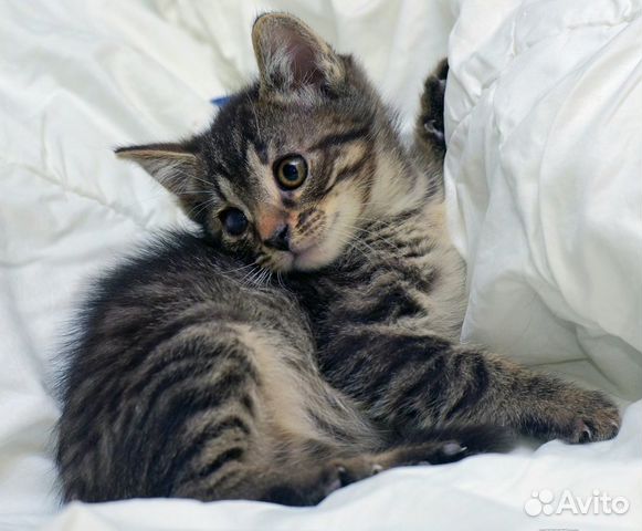 Котенок - озорной и ласковый