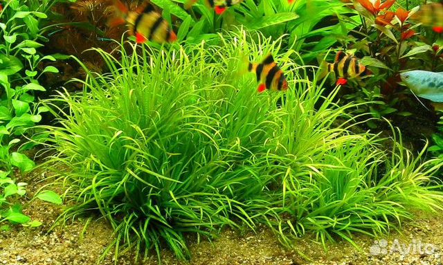 Бликса японская