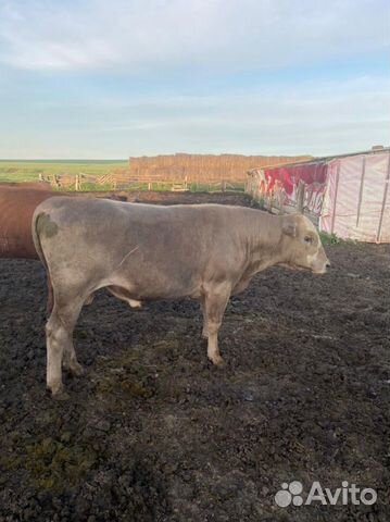 Бычки 11 голов