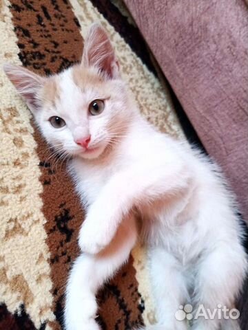 Рыжий котенок