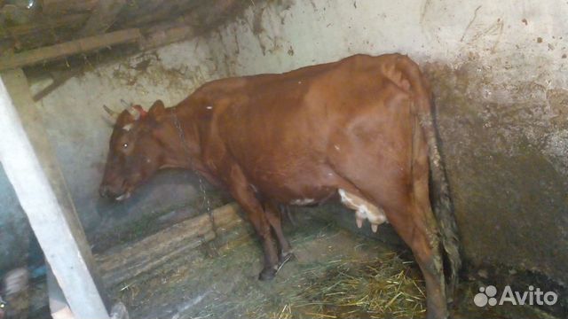 Продаётся корова