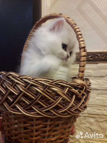 Скоттиш килт лонг