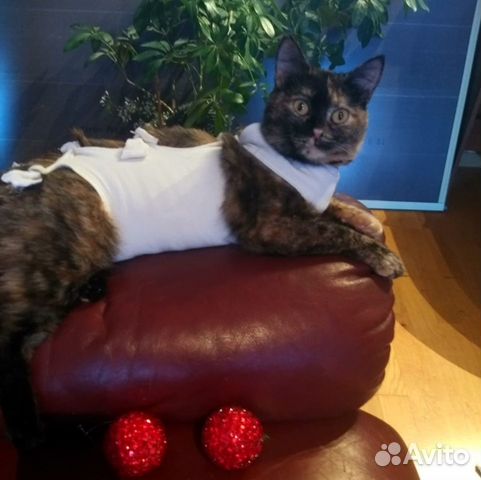 Черепаховая кошечка в добрые руки