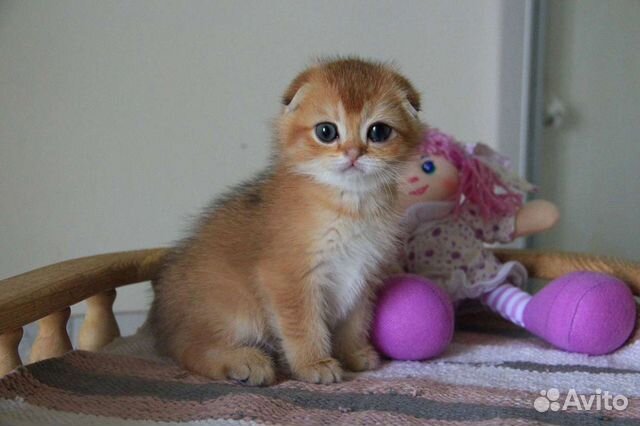 Золотой скоттиш фолд котик
