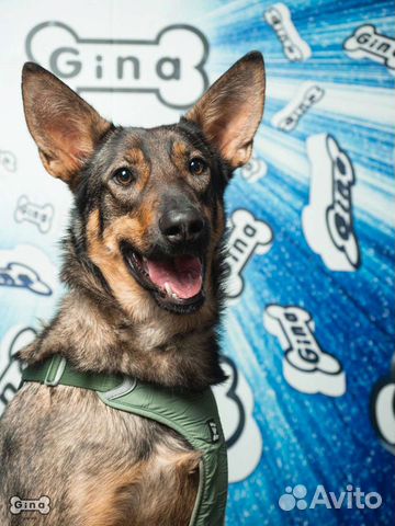 Собака Кита в добрые руки