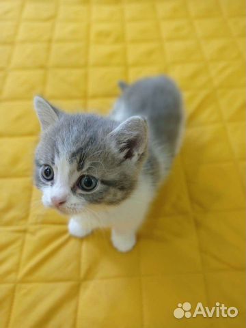 Британские котята