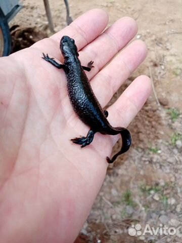 Тритон "Годзила"