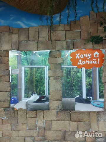 Кошка Афина стерилизована в добрые руки