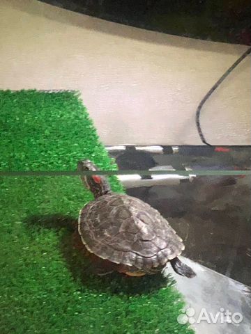 Черепаха