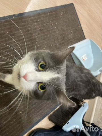 Кот в добрые руки