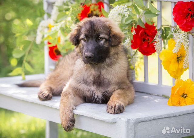 Щенок Мишутка, 3 месяца