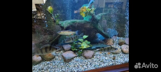 Живая рыба краснопёрка, голавль