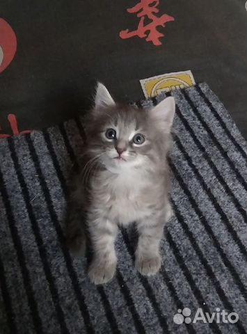 Симпатичный серенький котенок в добрые руки Уфа