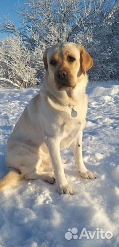 Лабрадор ещет подружку