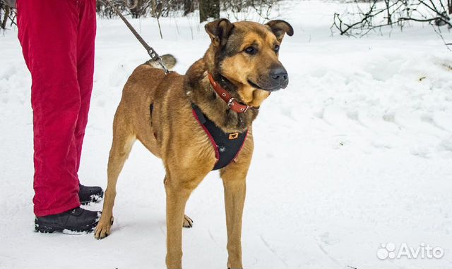 Рыжий Чиж ищет дом