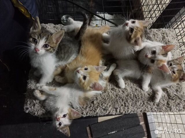 Маленькие пупсики в поисках дома