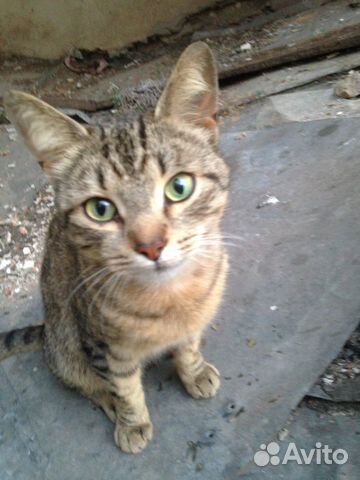 Кот