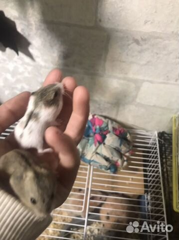 Хомяк кэмпбелла