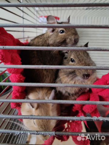 Белки Дегу (3 девочки)