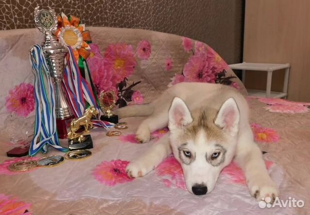 Чистокровные щенки хаски -Арлекино