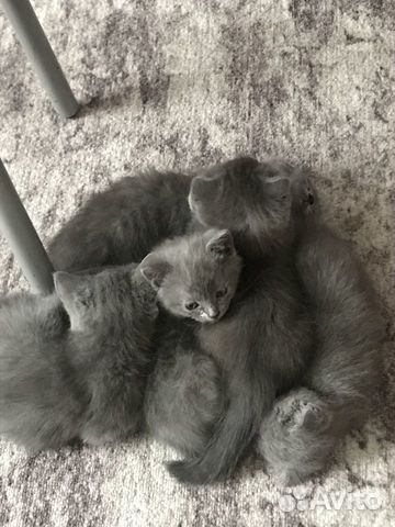 Британские вислоухие котята