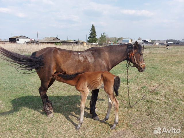 Продам кобылу с жеребенком