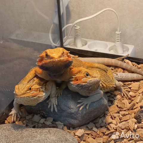 Бородатая агама