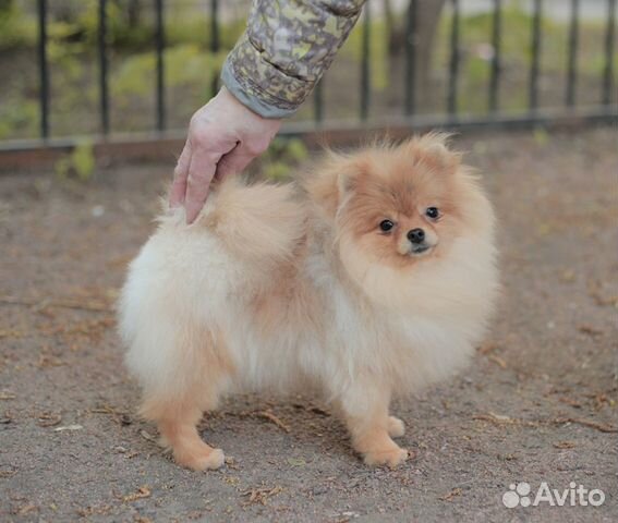 Померанский шпиц-подращенная девочка