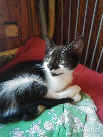 Котенок-девочка,2 мес