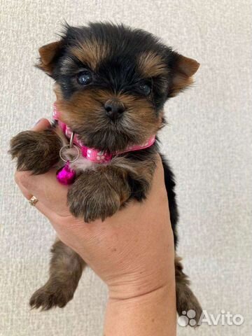 Йоркширский терьер