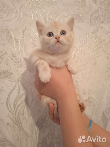 Шотландский котик