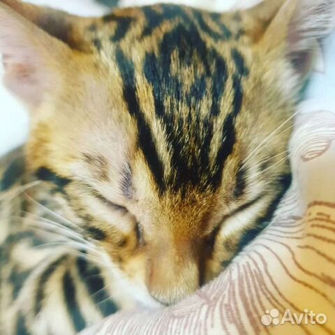 Бенгальская кошка