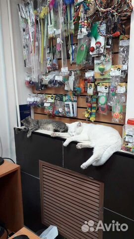 Кошки