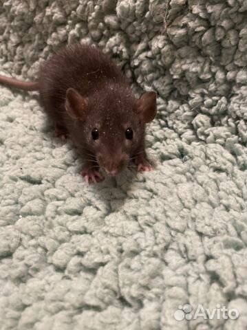 Крыски дамбо