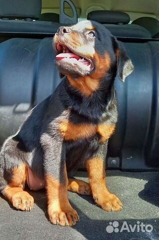 Щенки ротвейлера