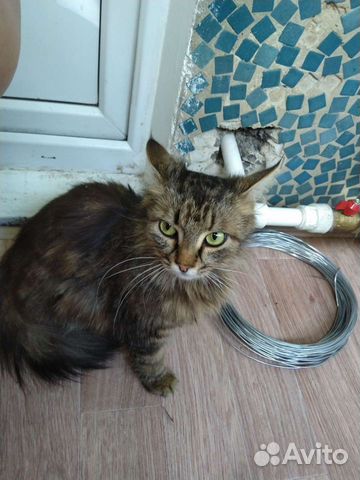 Кошка пристрой с улицы