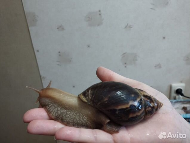 Отдам ахатинов