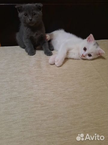 Шотландские котята