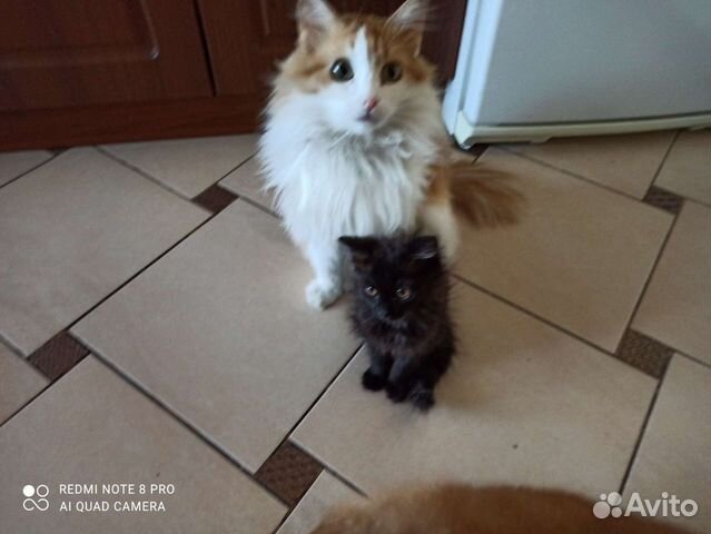 Кошка в дар бесплатно