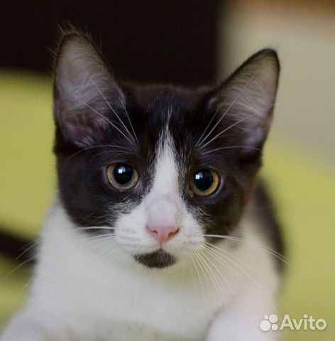 Котенок-доминошка., 3 месяца