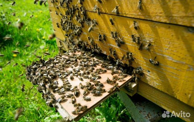 Продам рой пчел