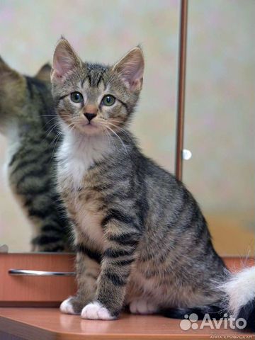 Котенок мальчик в добрые руки