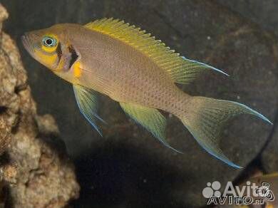 Neolamprologus pulcher "Daffodil" Принцессы