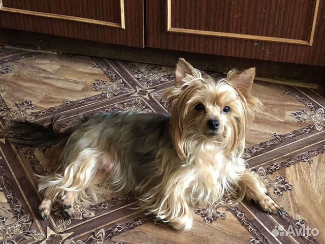 Йоркский терьер