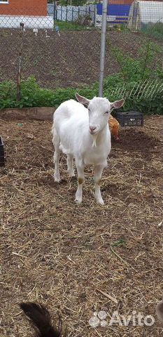 Продам козла