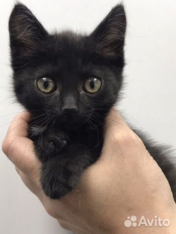 Котенок бесплатно