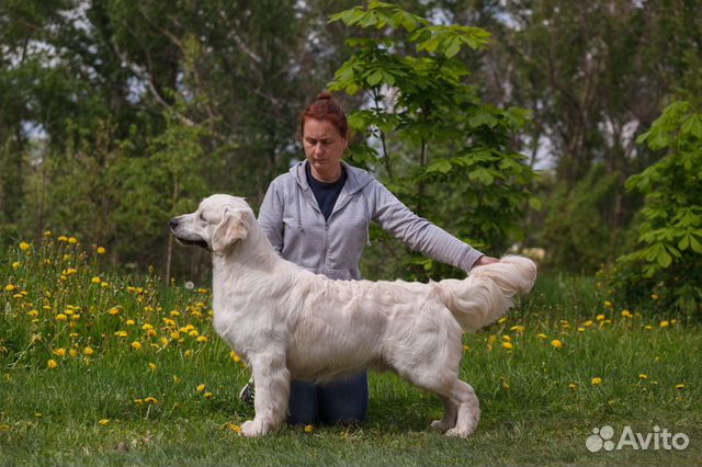 Кобель золотистого ретривера, 13 мес